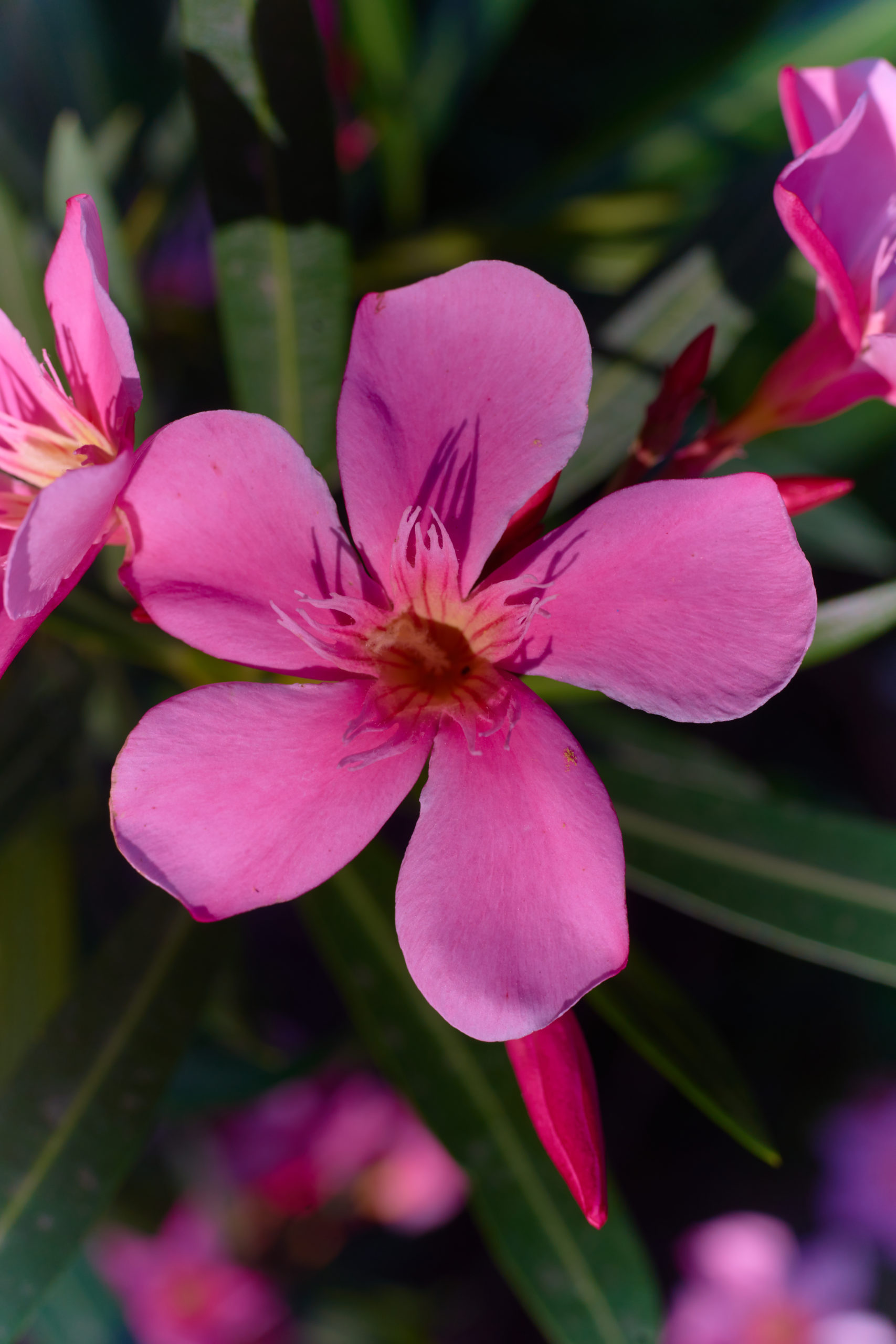 Distinct Flower - Clémence Veilhan