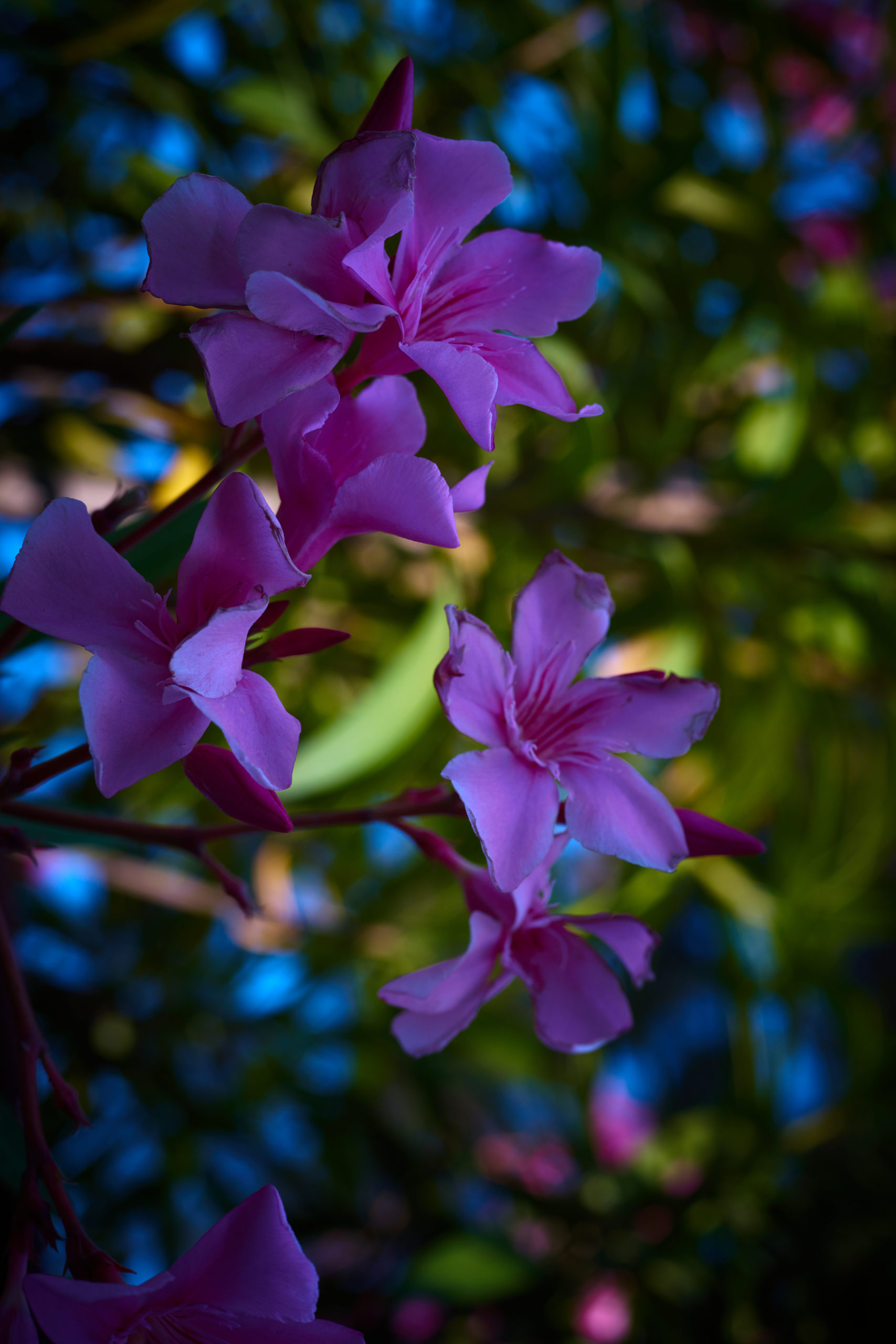 Distinct Flower - Clémence Veilhan